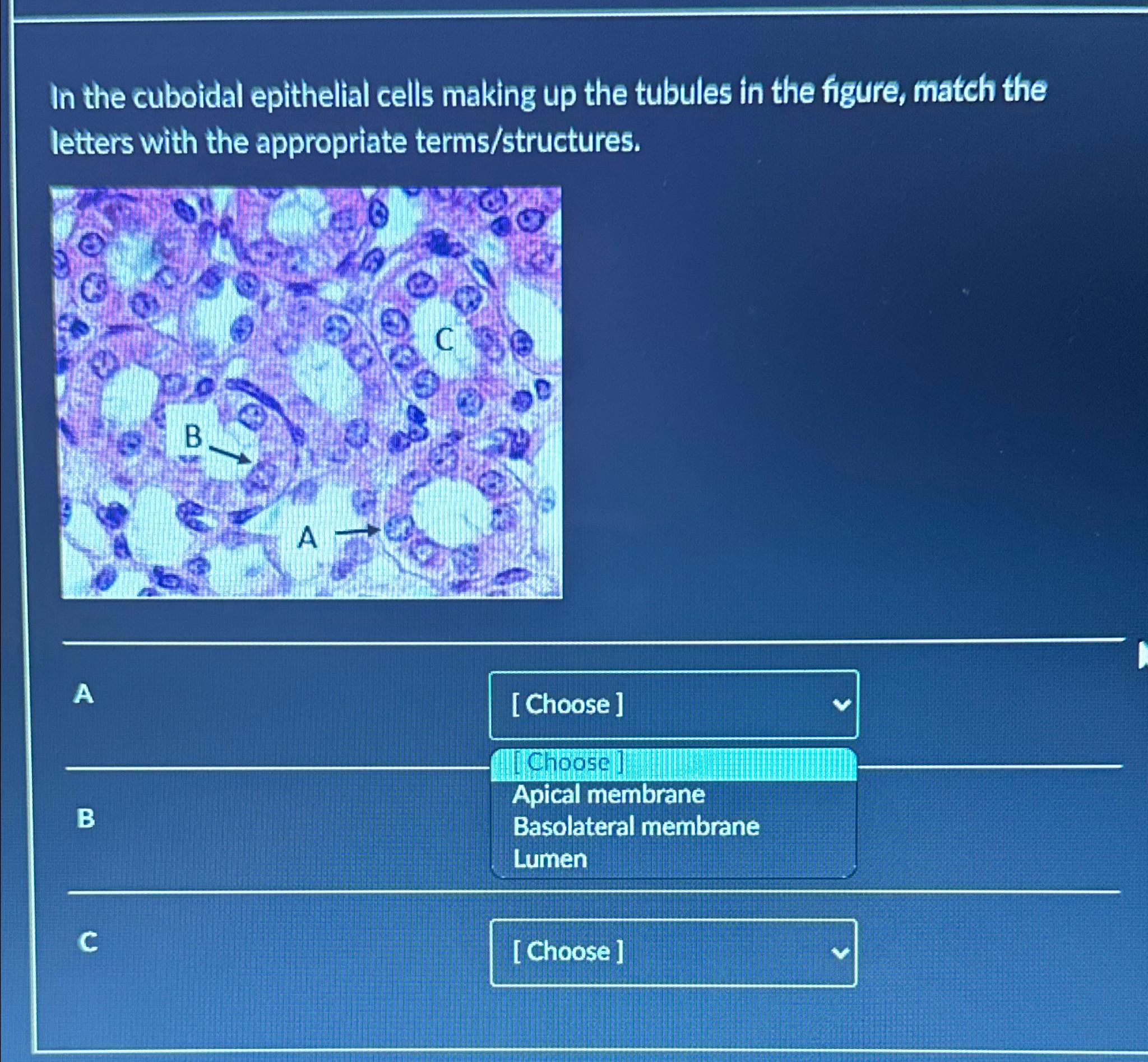 Solved In the cuboidal epithelial cells making up the | Chegg.com