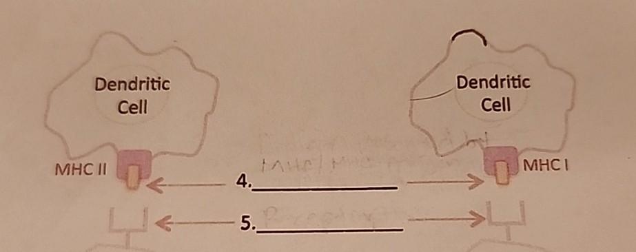 Solved DendriticCellMHC II4.5.DendriticCellMHC I | Chegg.com