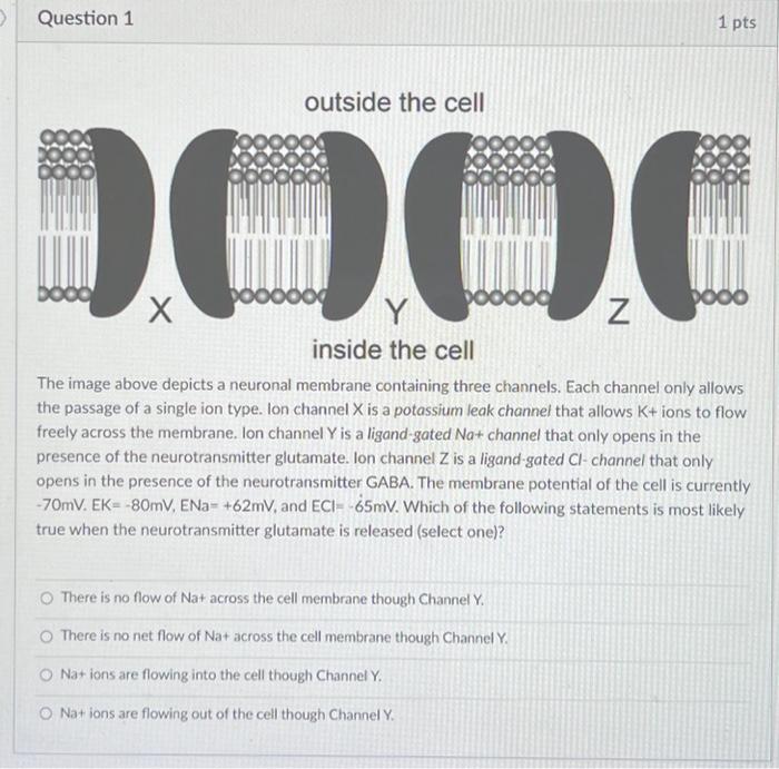 Solved The image above depicts a neuronal membrane | Chegg.com