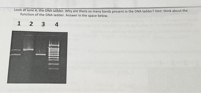 Solved Look at lane 4, the DNA ladder. Why are there so many | Chegg.com