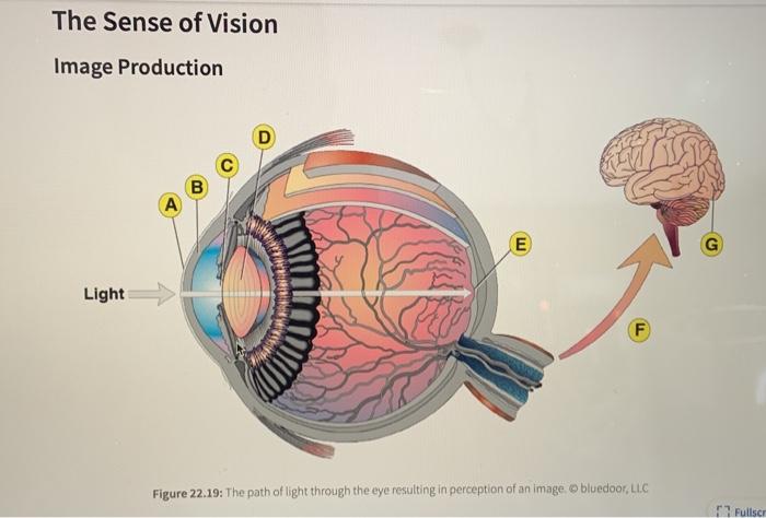 Solved The Sense of Vision Image Production B) (A E Light F | Chegg.com