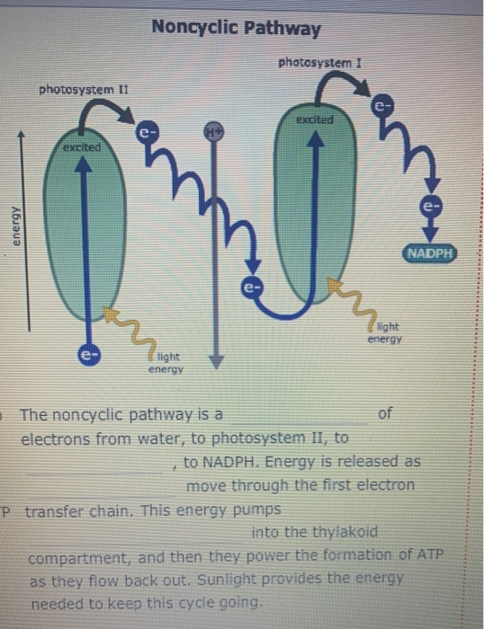 Solved Noncyclic Pathway photosystem 1 photosystem 11 e- | Chegg.com