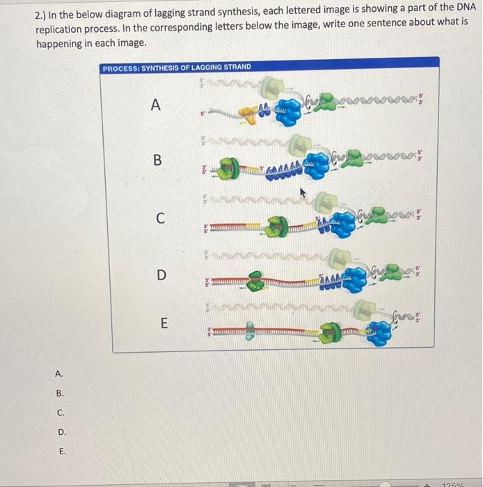 2.) In the below diagram of lagging strand synthesis, | Chegg.com