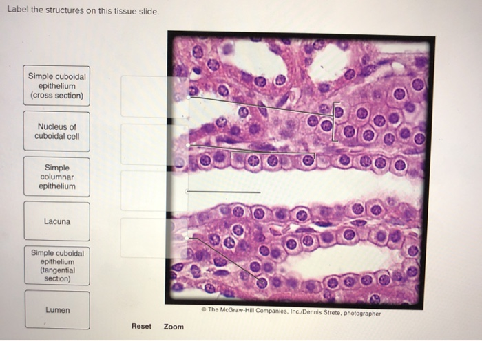 Solved: Label The Structures On This Tissue Slide. Simple ... | Chegg.com