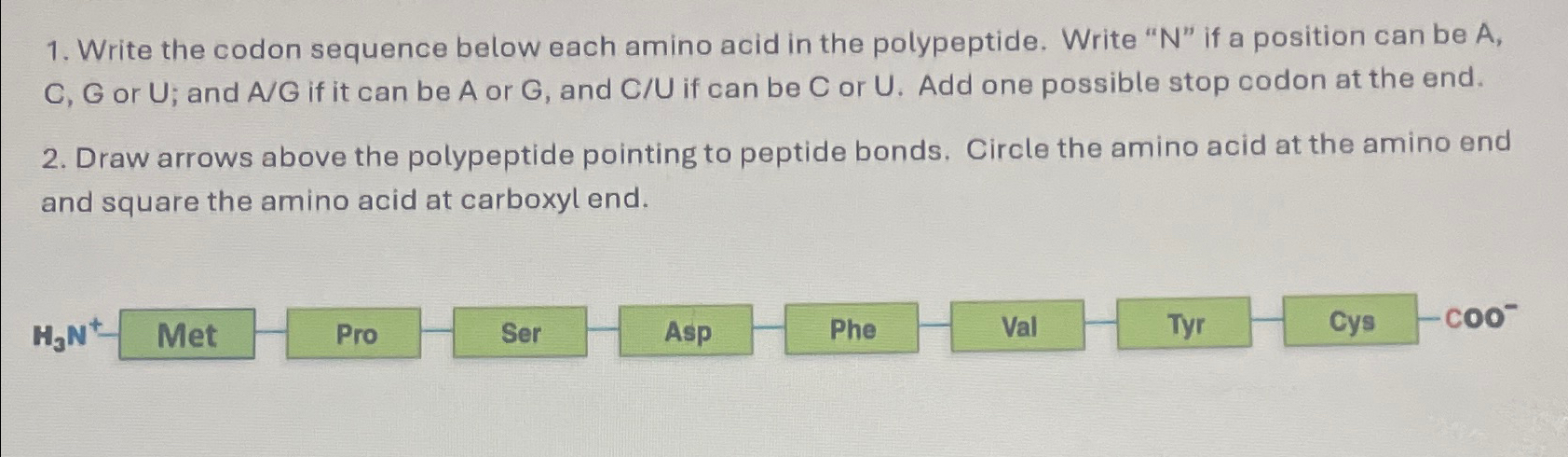 Solved Write the codon sequence below each amino acid in the | Chegg.com