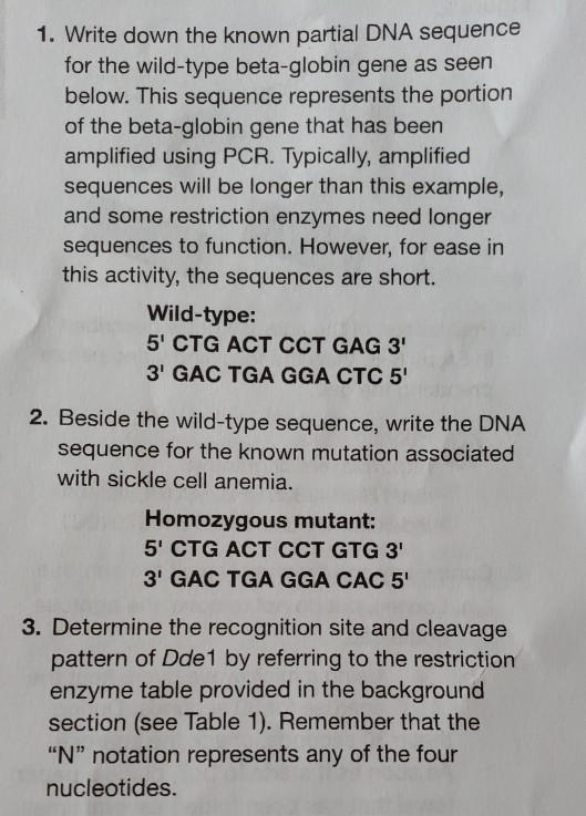 Solved terozy po DNA Globin Marker Wild Type Beta Globin | Chegg.com