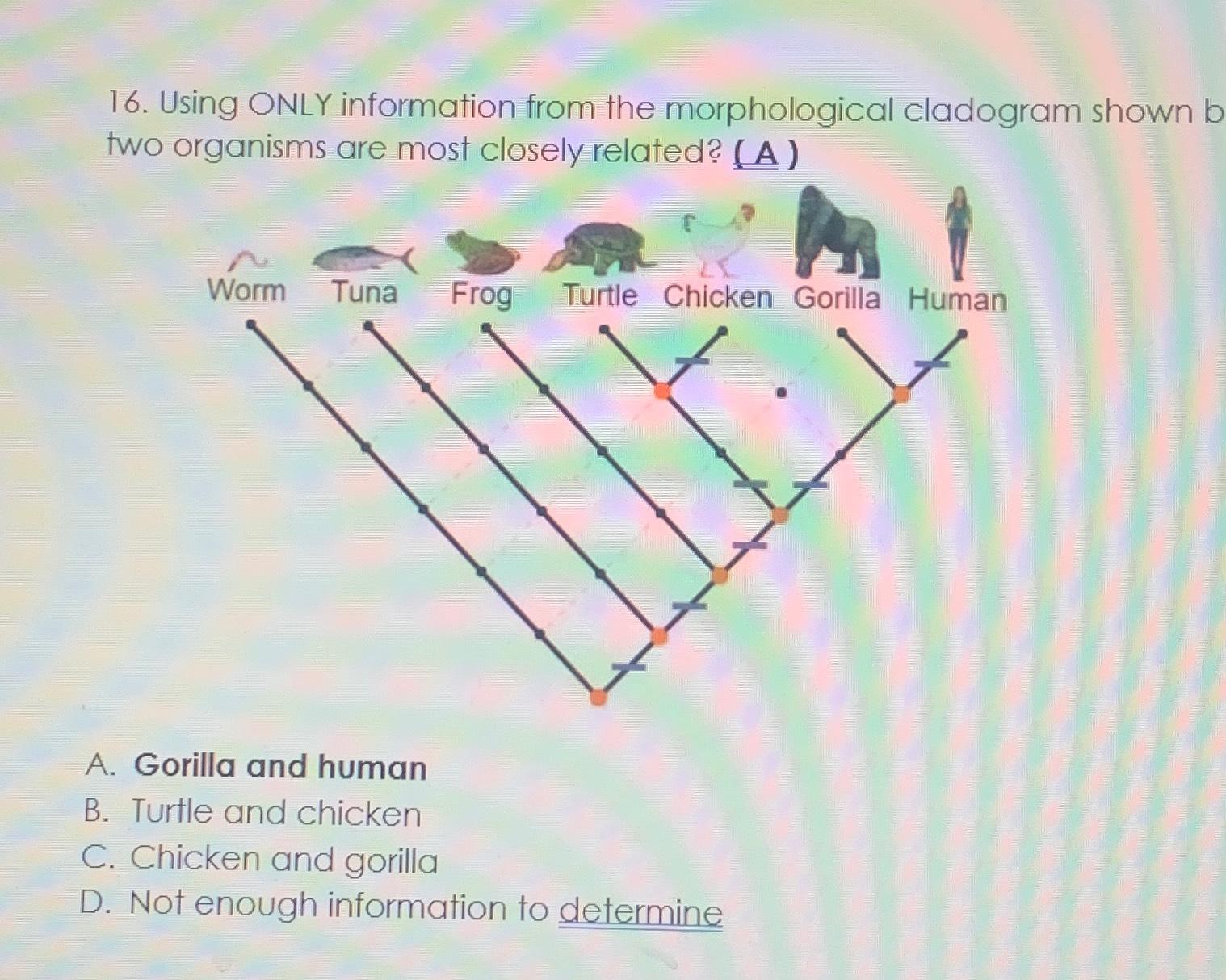 Solved Using ONLY information from the morphological | Chegg.com