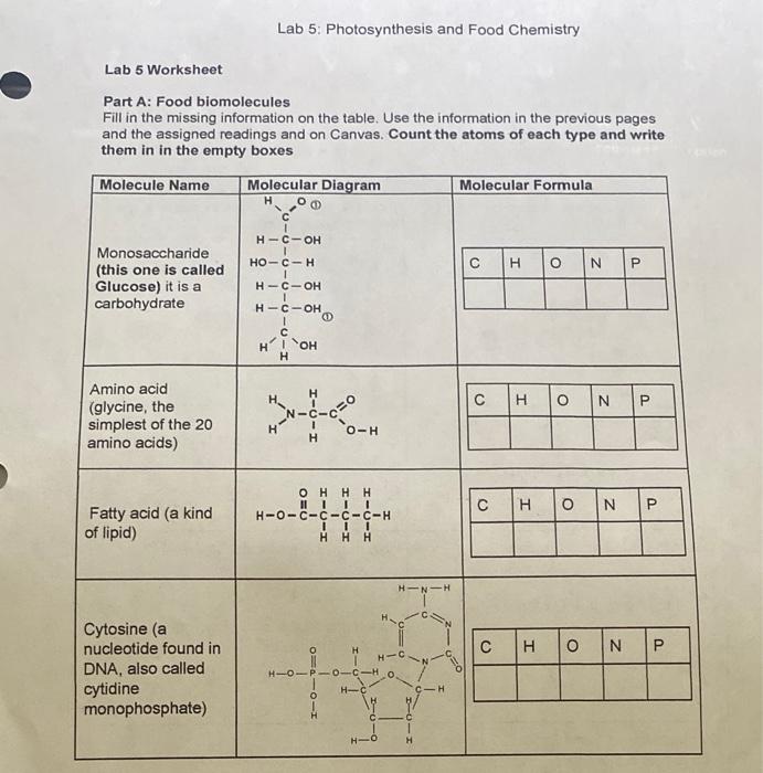 Solved Lab 5: Photosynthesis and Food Chemistry Lab 5 | Chegg.com
