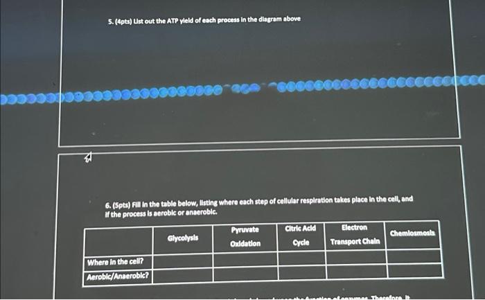 Solved 5. (4pts) Ust out the ATP vield of each process in | Chegg.com