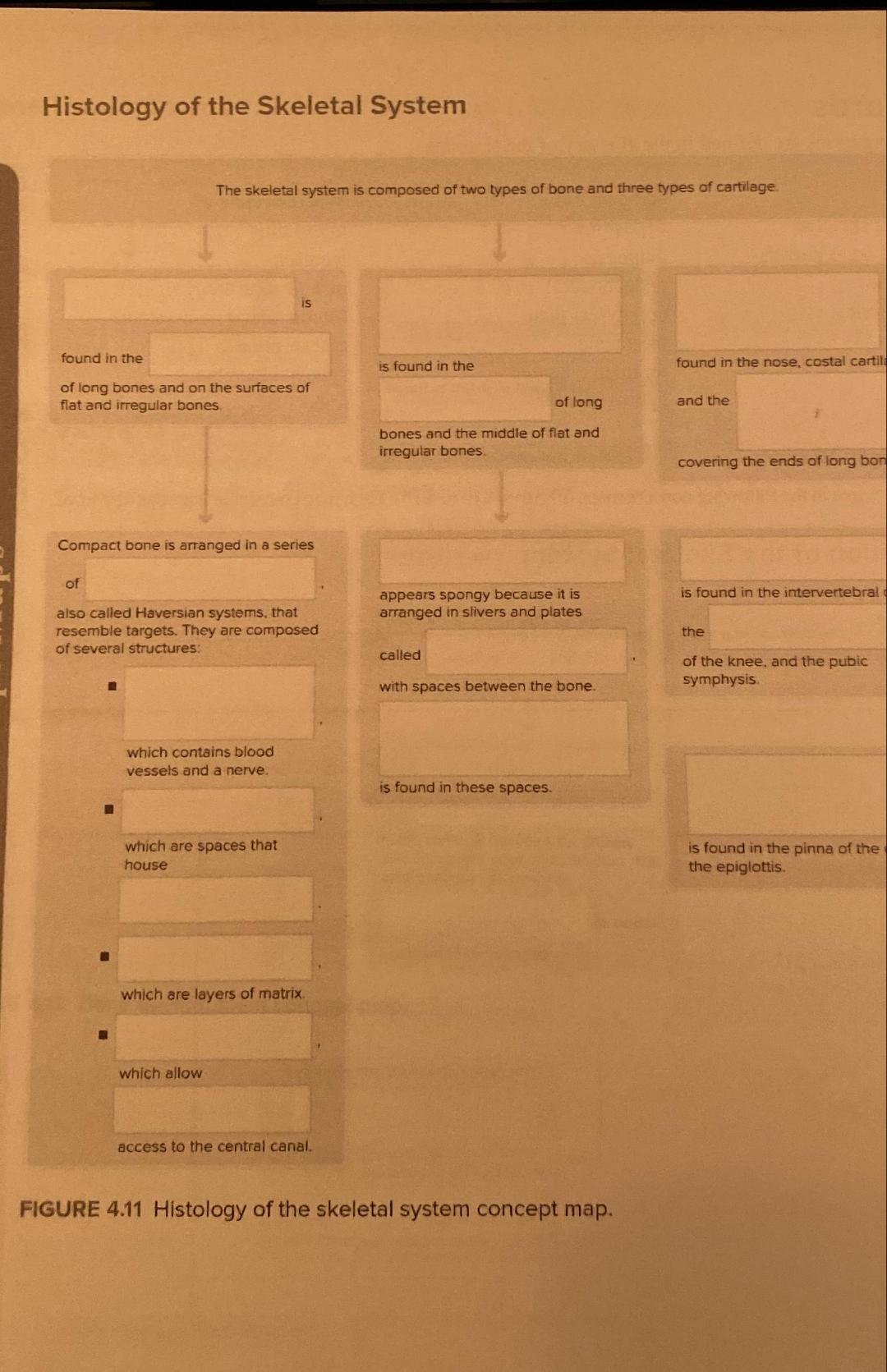 Solved Histology of the Skeletal SystemThe skeletal system | Chegg.com