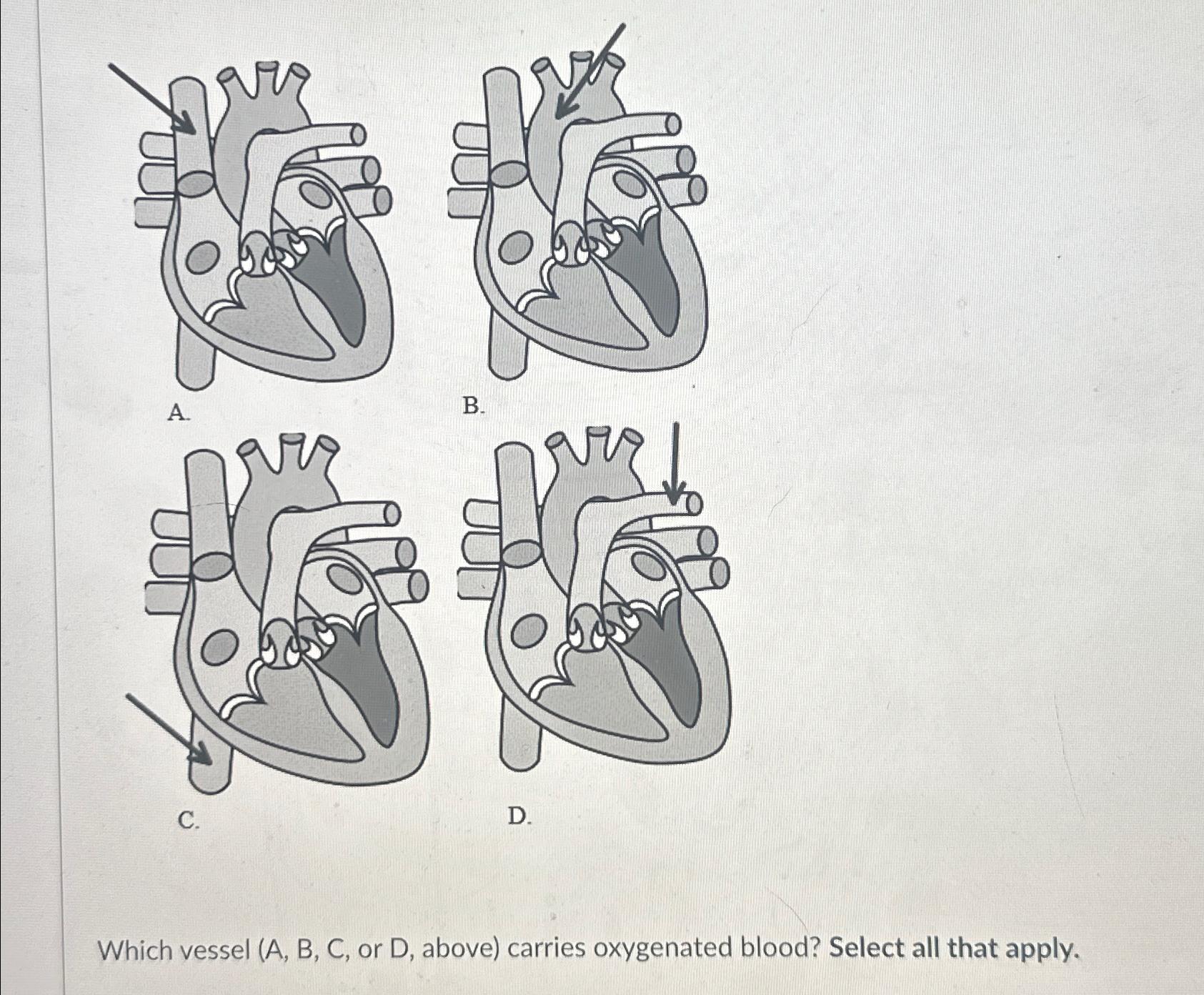 Solved A.B.C.D.Which vessel (A, ﻿B, ﻿C, ﻿or D, ﻿above) | Chegg.com