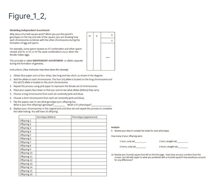 Figure_1_2, Modeling Independent Assortment Why does | Chegg.com