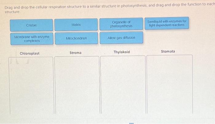 Solved Drag and drop the cellular respiration structure to a | Chegg.com