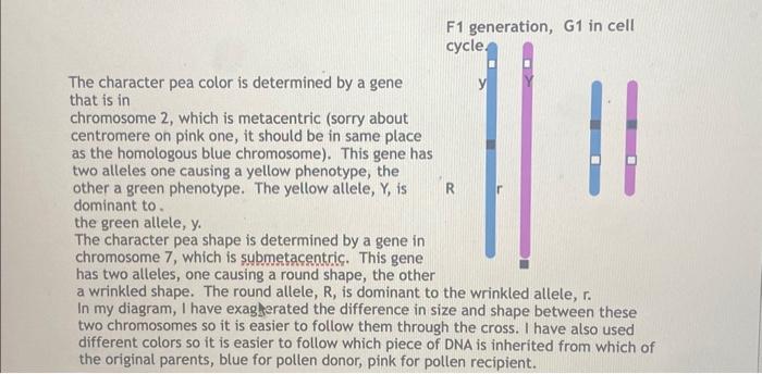 Solved draw the chromosomes of the parental generation at an | Chegg.com