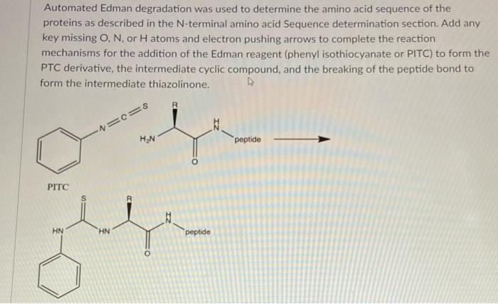 Solved Automated Edman degradation was used to determine the | Chegg.com