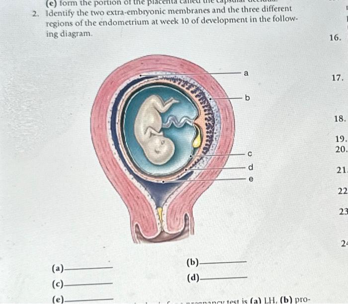 Solved 2. Identify the two extra-embryonic membranes and the | Chegg.com