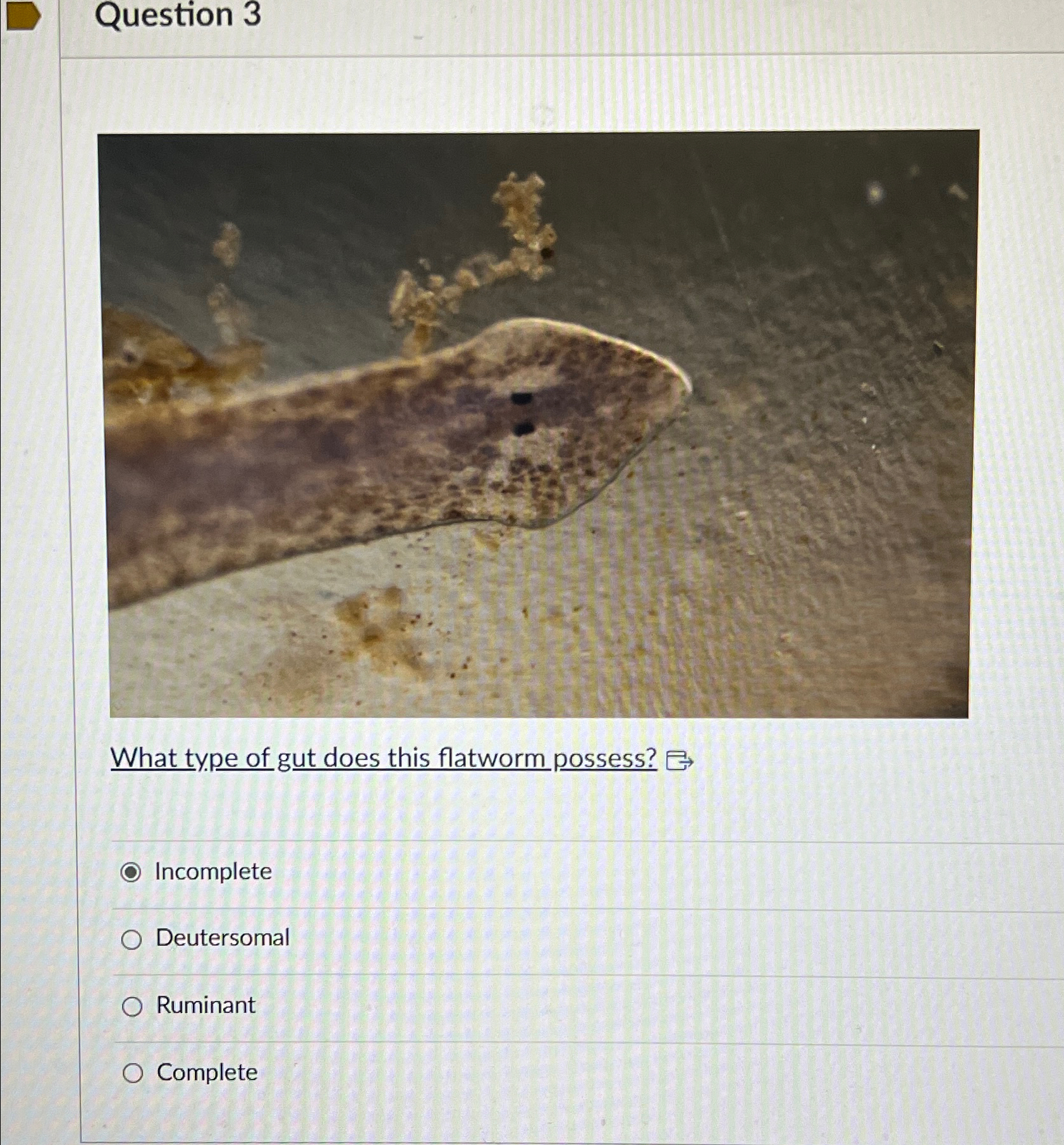 Solved Question 3What type of gut does this flatworm | Chegg.com
