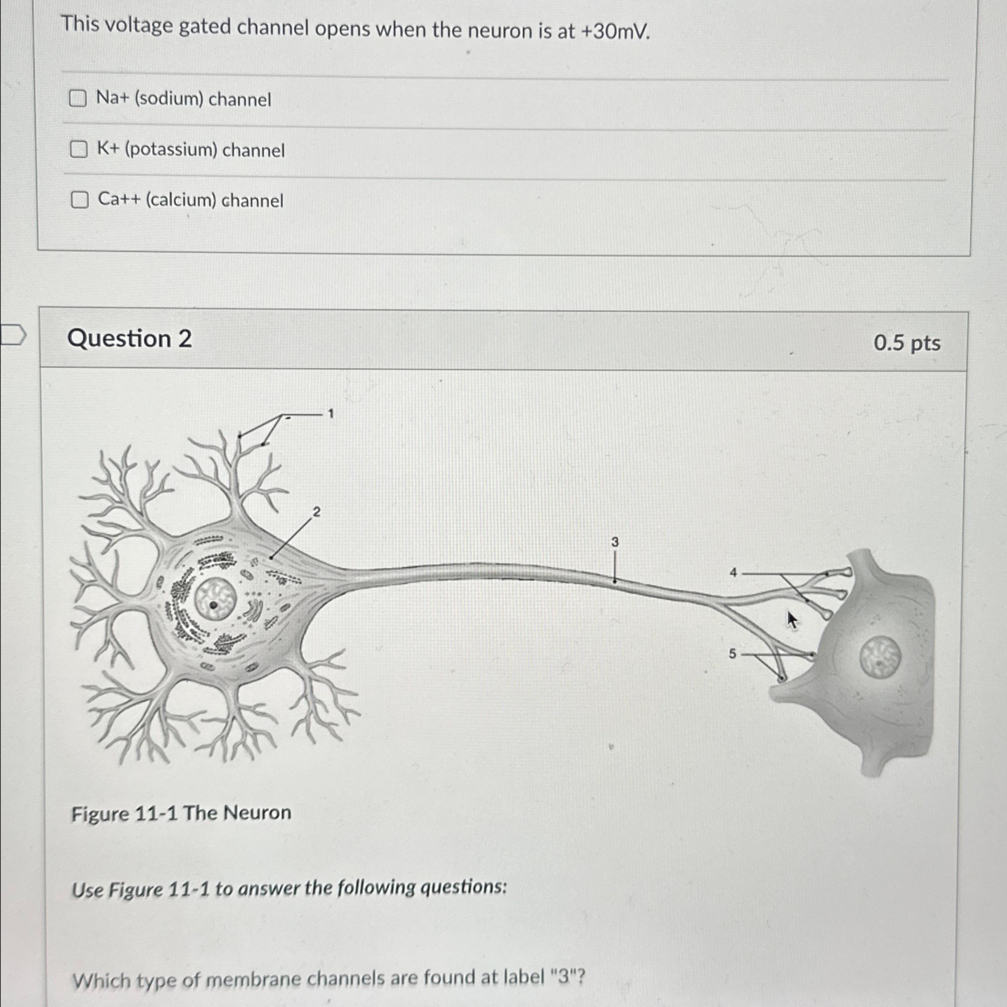 Solved This voltage gated channel opens when the neuron is | Chegg.com
