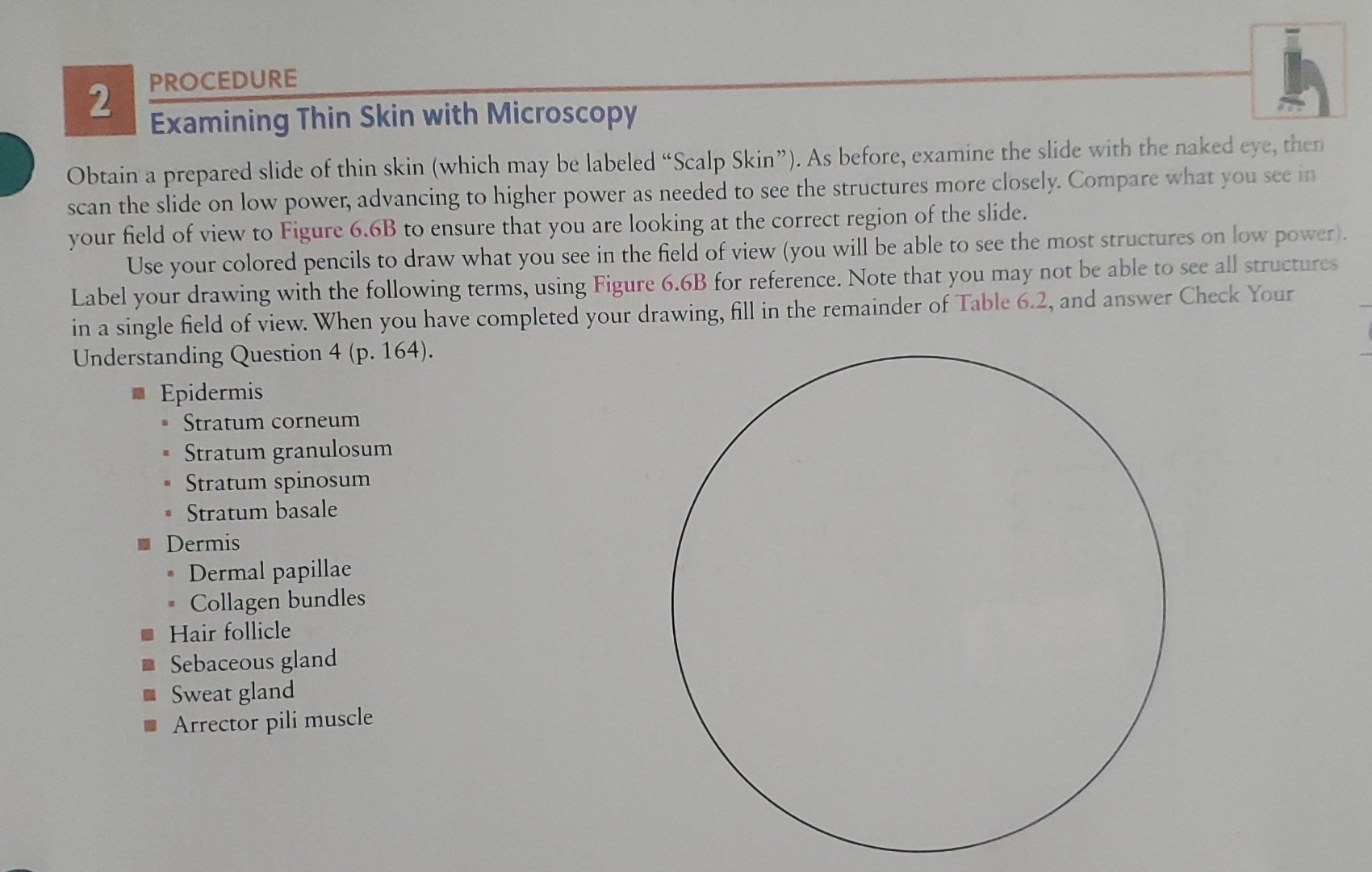 Solved 2 ﻿PROCEDUREExamining Thin Skin with MicroscopyObtain | Chegg.com