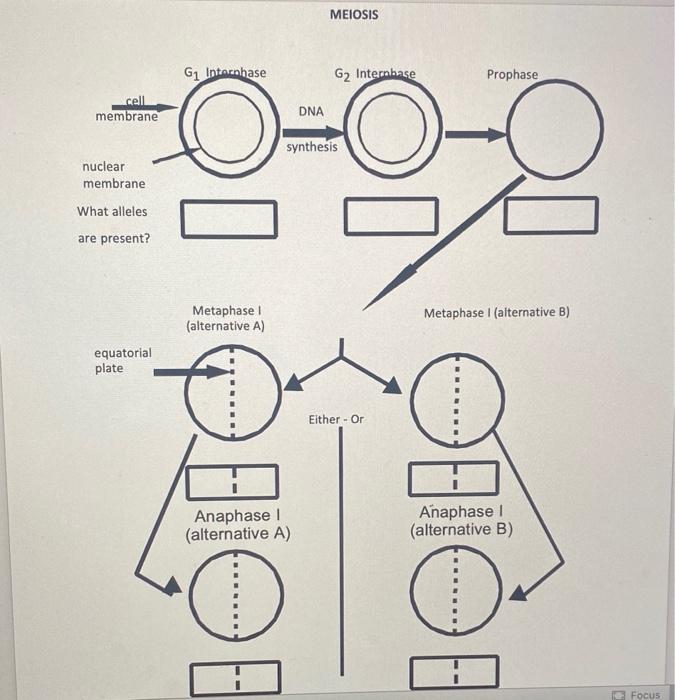 Solved cell membrane nuclear membrane What alleles are | Chegg.com