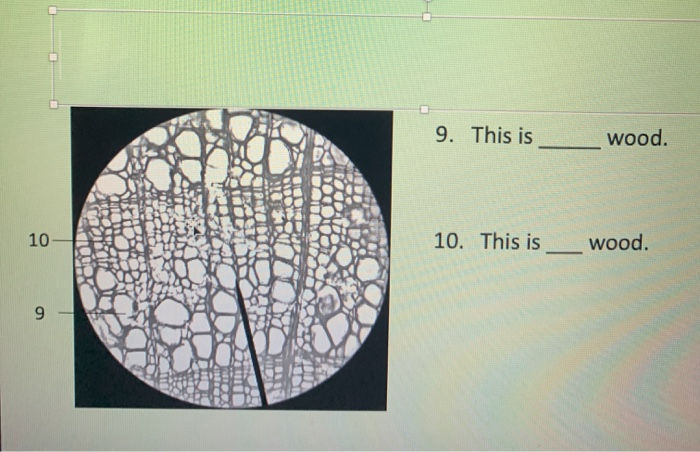 Stem Cross-section 1. Is this a monocot or eudicot | Chegg.com