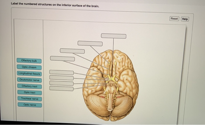 Solved Label the numbered structures on the inferior surface | Chegg.com