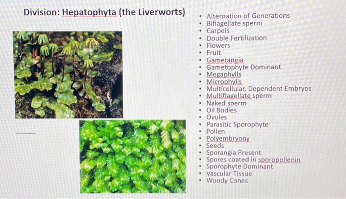Solved Division: Coniferophyta (the Conifers) - Alternation | Chegg.com