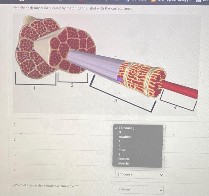 Solved Identify each muscular subunit by matching the label | Chegg.com