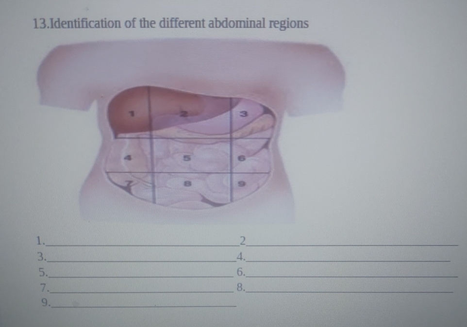 Solved 13.Identification of the different abdominal regions | Chegg.com