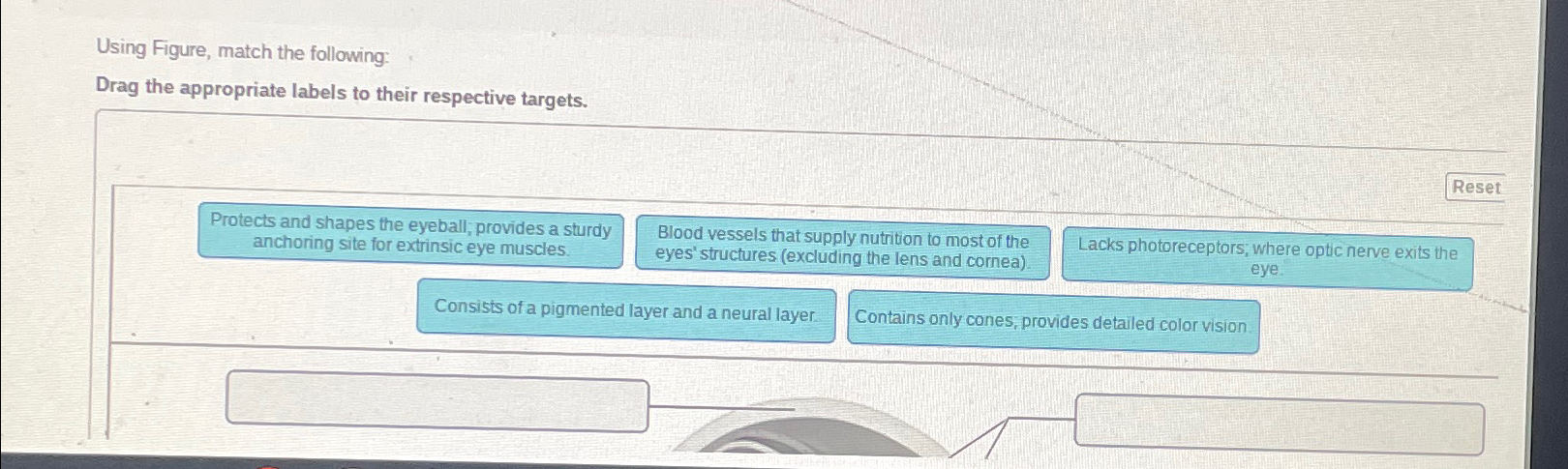 Solved Using Figure, match the following:Drag the | Chegg.com