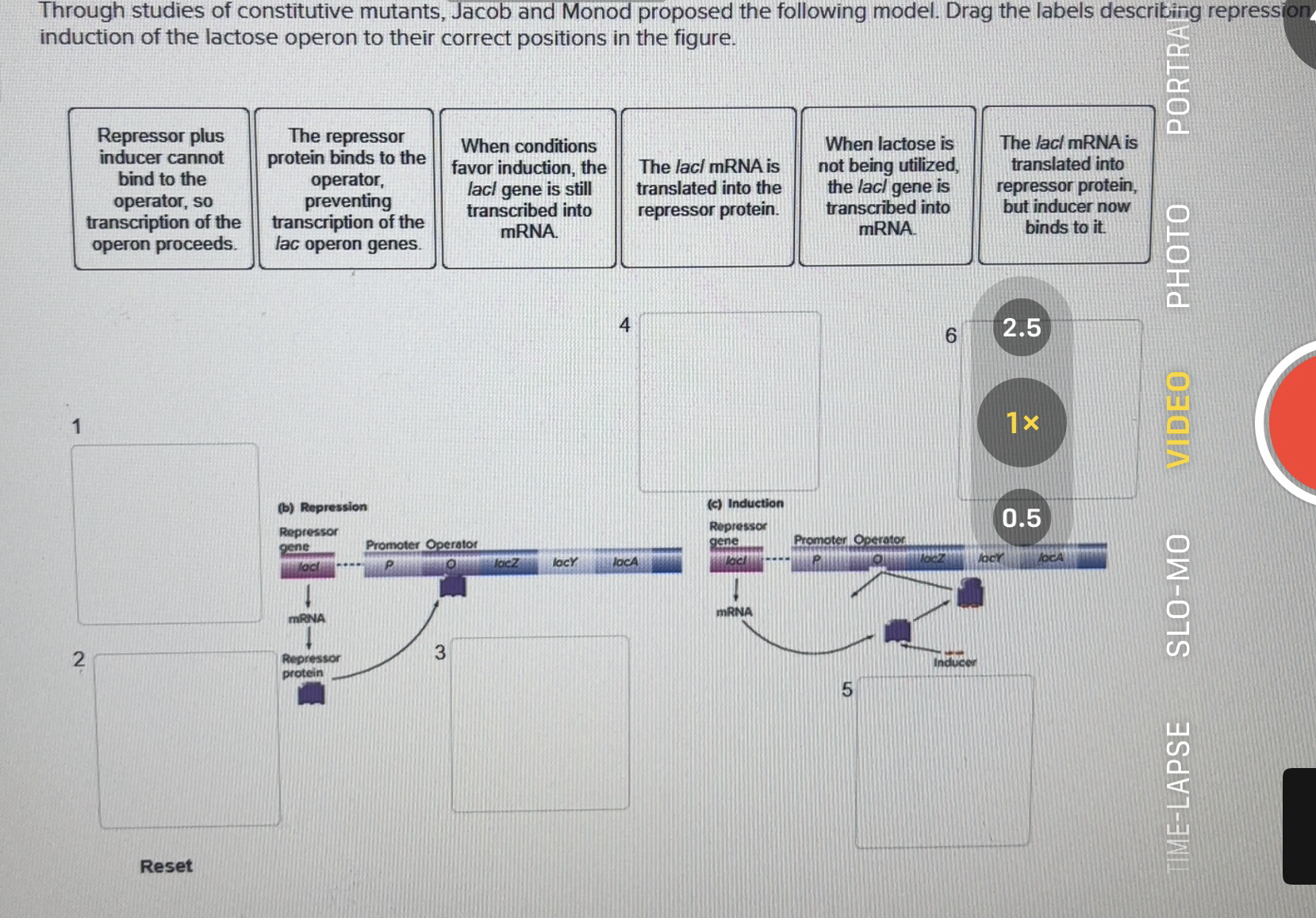 Solved 00:00:00Through studies of constitutive mutants, | Chegg.com