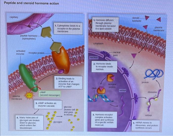 Solved Peptide and steroid hormone action capillary steroid | Chegg.com