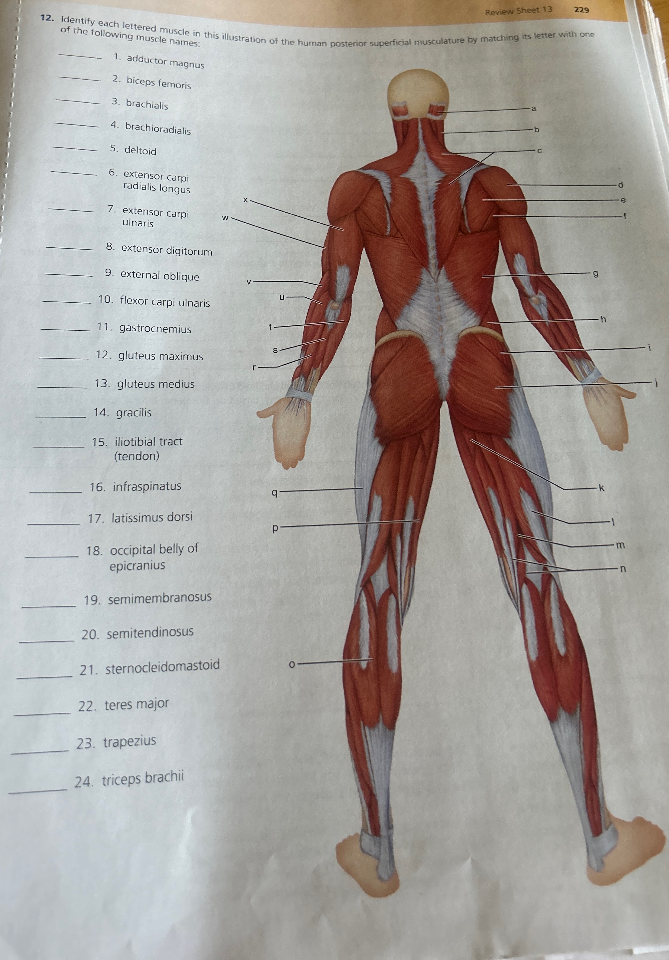 Solved 229of the feach lettered muscle in this illustration | Chegg.com