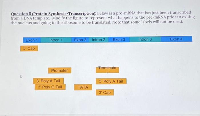 I just beed to know what will happen with every exon | Chegg.com