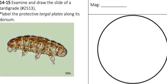 Solved Mag: 14-15 Examine and draw the slide of a tardigrade | Chegg.com