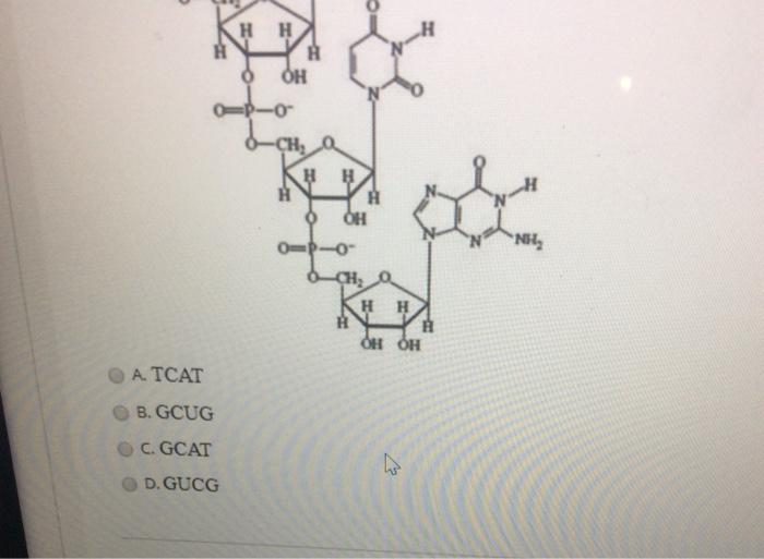 Solved Identify the correct sequence for this nucleic acid | Chegg.com