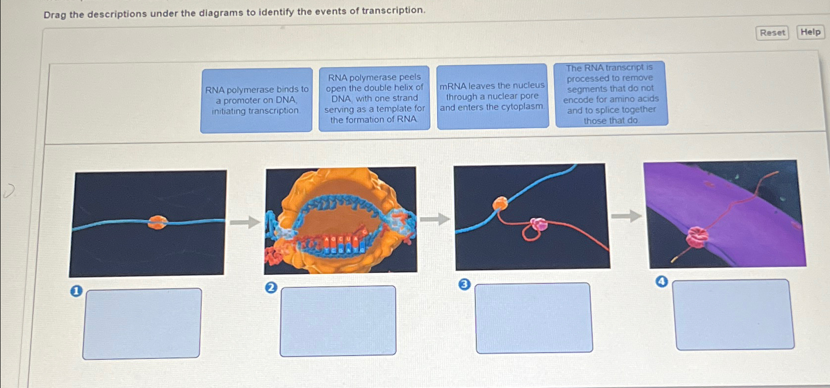 Solved Drag the descriptions under the diagrams to identify | Chegg.com