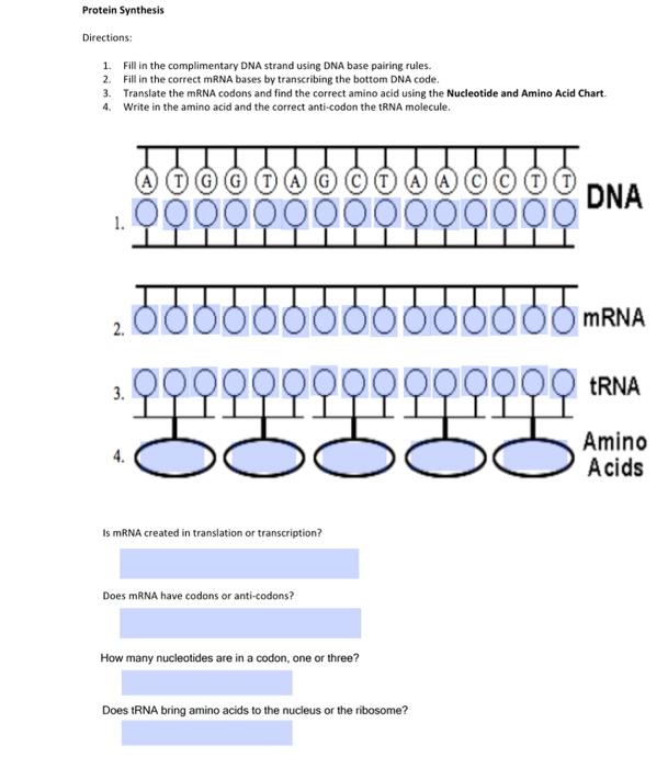 Label the stages of Mitosis Protein | Chegg.com