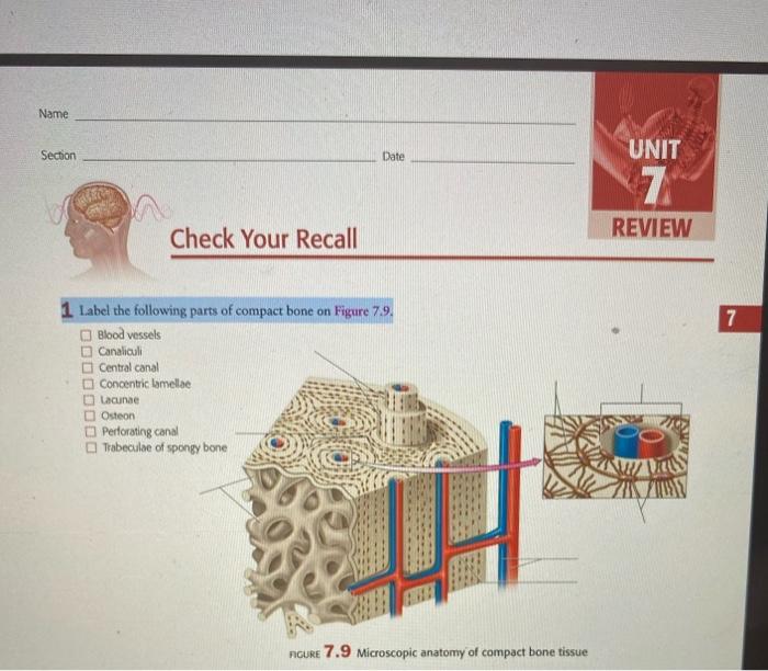 Solved Name UNIT Section Date 7 REVIEW Check Your Recall 7 1 | Chegg.com