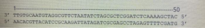 Solved An E. coli transcript with the first two nucleotides | Chegg.com