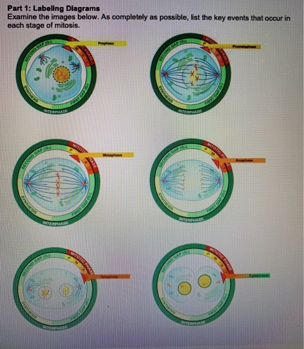 Solved SECONDO SECOND Part 1: Labeling Diagrams Examine the | Chegg.com