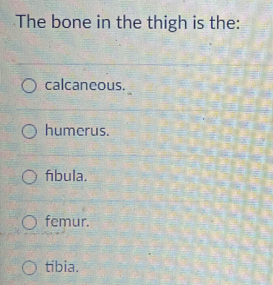 Solved The bone in the thigh is | Chegg.com