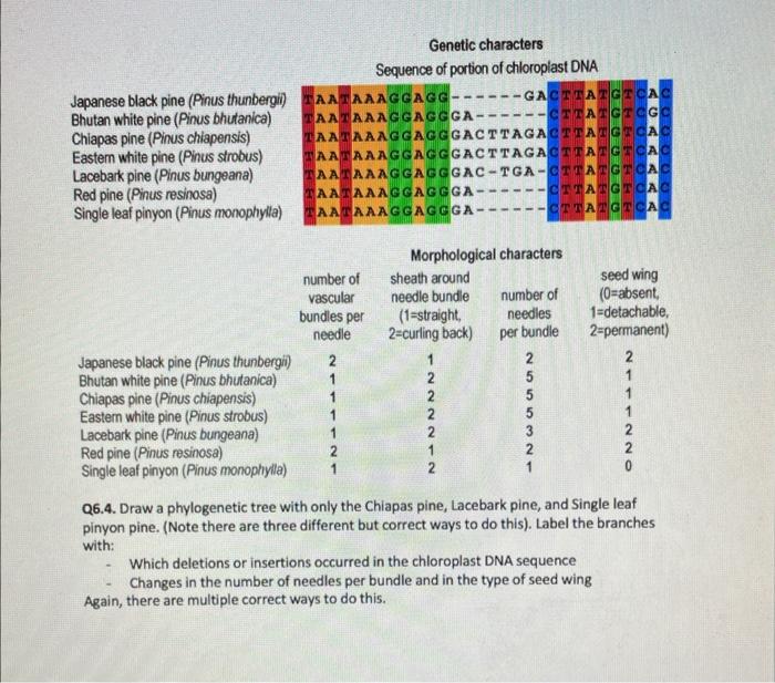 Solved Genetic characters Sequence of portion of chloroplast | Chegg.com