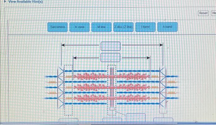 Solved View Available Hint(s) Sarcomere H zone M line Pas Z | Chegg.com