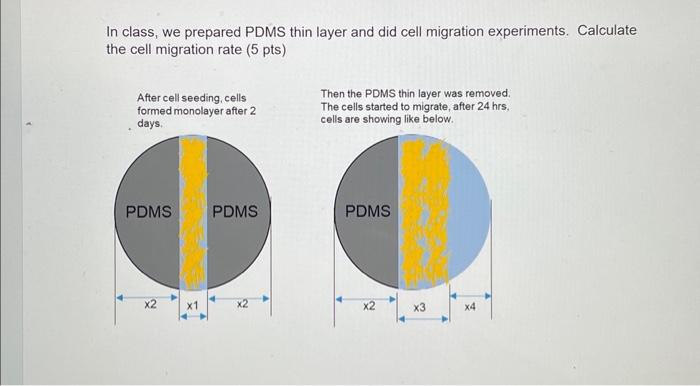 Solved In class, we prepared PDMS thin layer and did cell | Chegg.com