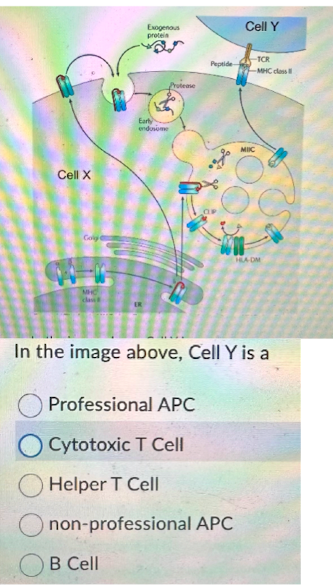 Solved In the image above, Cell Y ﻿is aProfessional | Chegg.com