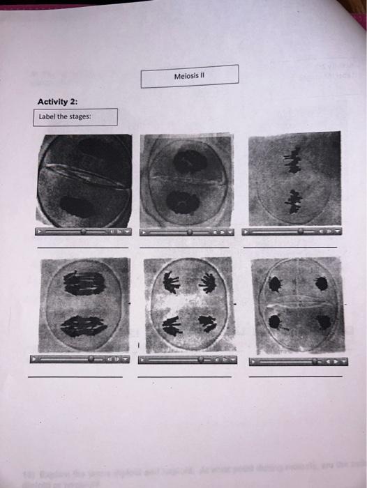 Solved Activity 2: Label the stages: Meiosis I 41 1 $1 Aw | Chegg.com