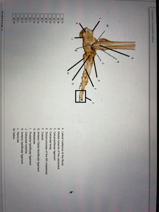 Styloid Process Of Fibula