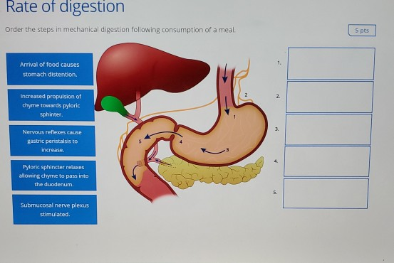 Solved Rate of digestion Order the steps in mechanical | Chegg.com