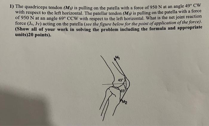 Solved 1) The quadriceps tendon (Ml) is pulling on the | Chegg.com